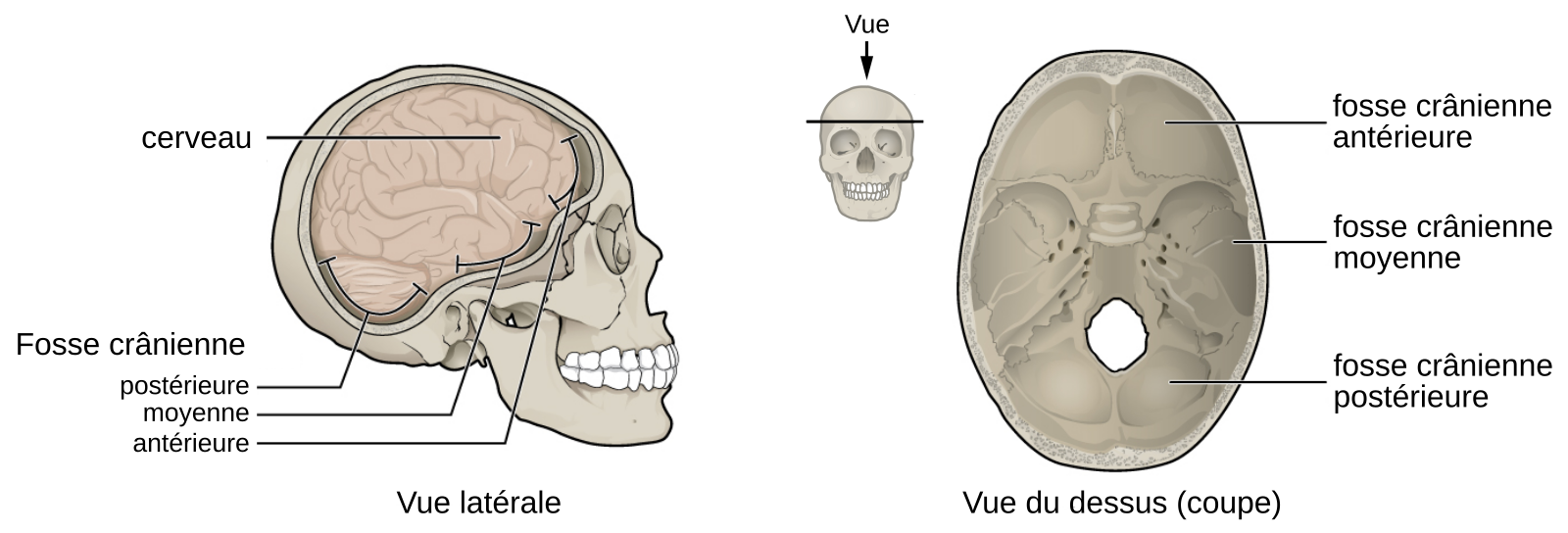 Les fosses crâniennes | Planet-Vie